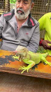 Iguana年 Feeding復 This is How iguana eat . . # #iguana #foodie #trendingsongs #trendingvideo #foodlover #food #foodpic #forest #feeding #viral #viralvideo #virals #animal #animals #raptils #green #birds #sea #jungle #jungles #dragon #forestdepartment | Hungry Journalist | Facebook