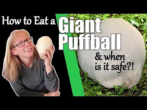 How to eat a Puffball / How to know if a Puffball Mushroom is Edible