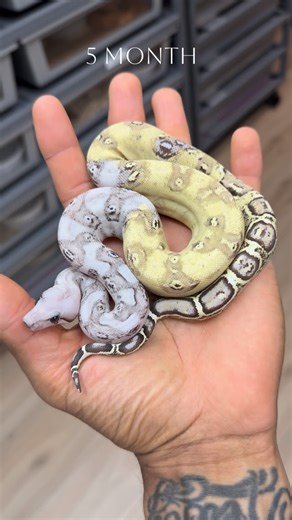 LowKeyBoas on Instagram: "For all you wanting to know how the Snow Leopard project is going…. It’s BONKERS… As a adult I suspect it will be pure ice blue and Neon green. BLESSED #boaconstrictorsofinstagram #boaconstrictorimperator #boasofinstagram"