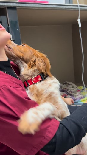 🌟 Voici Andrea 🌟 🐓 Passionnée par les animaux ruraux : poules, chevaux, poneys, vaches, brebis et chèvres 🐾 À la clinique, elle s’occupe aussi des chiens les plus costauds — un terrain de jeu parfait pour mettre à profit sa passion pour la musculation 🥗 Elle possède de solides connaissances en nutrition canine et féline, pour vous conseiller au mieux sur l’alimentation de vos compagnons 📦 Elle est également en charge de la gestion du stock de la clinique, pour que rien ne manque au quotidi