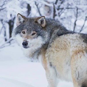 92K views · 1.3K reactions | For every wolf in Montana, 20 licenses...