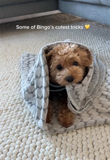 Small but Clever Dog Tricks Guide