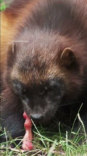 Wolverine Animal Eating