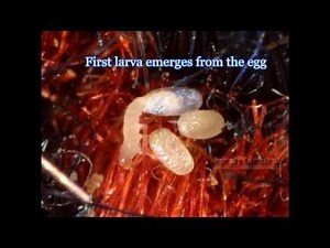 Clothes Moth Eggs Hatching onto a Wool Rug