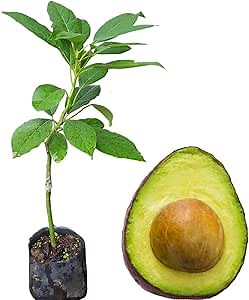 8-12" HASS Cold Hardy Avocado Tree Live Plant in Pot, Well-Rooted 9 Months Old Avocado