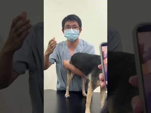 理學檢查-02消化道檢查