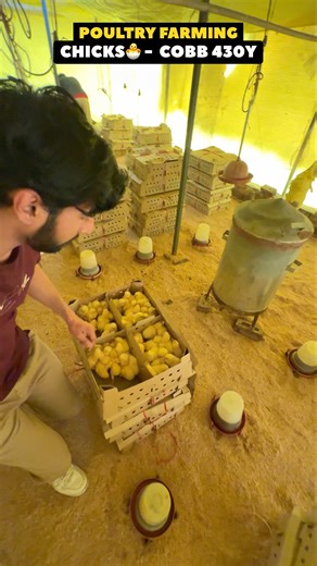 First Day of Chicks in Poultry Farm