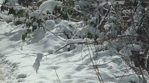1.2M views · 10K reactions | Karlı havada yaban domuzu avı #hunting #wildlife | Kerim Güneş Ekip İşi - Av Doğa Yaşam | Facebook
