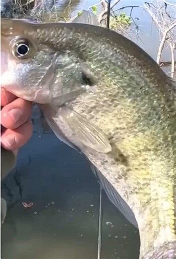 Crappie Fishing Techniques with K. Fred Gear