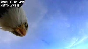 17K views · 647 reactions | We had a special guest helping us keep an eagle-eyed view on traffic on SR 520 Thursday afternoon. | WSDOT | Facebook