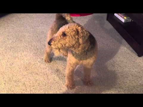 Barking Dog with No Vocal Cords