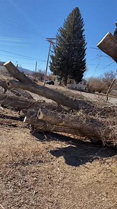 The absolute GIRTH of this Box Elder Tree!! | TimberOps - Tree Service & Chainsaw Content