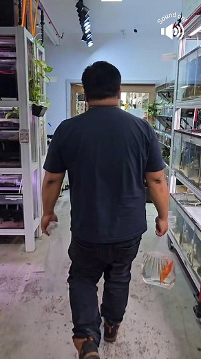 18K views · 177 reactions | Diego the Discus opted for first class travel for the journey to his new home. The package includes pure oxygen, cushioning, a heat pack and a whole box to himself . . #fishkeepinghobby #tropicalfish #smallbusinesslife #behindthescenes #localfishstore | New Life Aquarium Keysborough | Facebook