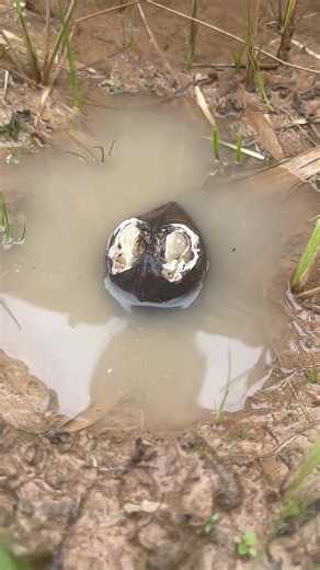 Finding Pearls Clam | Brian Freeman A