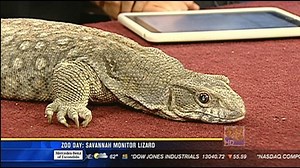 Zoo Day: Savannah monitor lizard