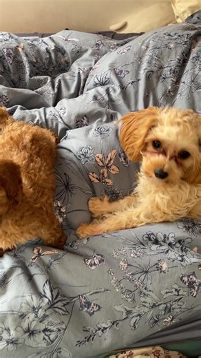 Cavapoo Lily and toy poodle Toffee playing together #dogsplaying #dogsplaytime #cavapoo #toypoodle#puppylove