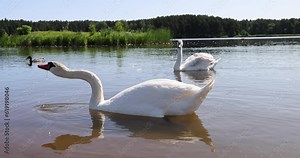 beautiful white swans on the lake in the spring, swans living in the park who are fed in the spring season