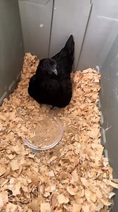 12K views · 206 reactions | I have never seen this type of behavior in a mother hen.  #chicken #chickens #hen #mama #broody #weird #baby #chicks #animals #sad | chic chicken | Facebook