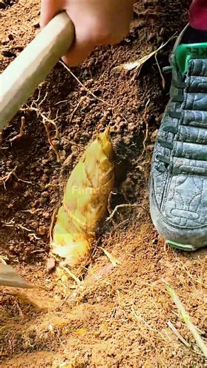 The Bamboo Treasure: Harvesting Fresh Shoots! 🎋✨ #farmoratv #nature #asmr