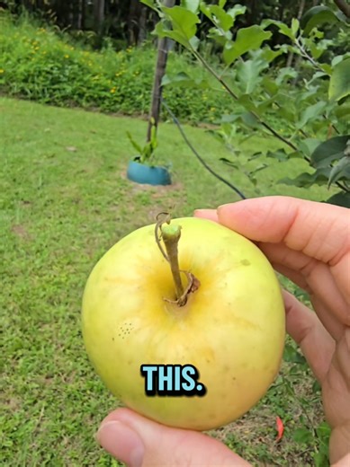 Let’s go check out the orchard” was immediately followed by a rock stuck in Solomon’s shoe. A rock in his crock. A strong case against Crocs in the bush. After two weeks away, we finally got a proper look at what’s been happening. Pumpkins coming on everywhere, a tiny papaya popping up, and grapes that looked ready but absolutely weren’t. The kids still gave them a go and confirmed they’re very sour. Then we found our very first apple 🍎 Juicy, red and so sweet. We also found some green ones tha
