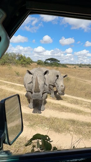 Giving rhino space, in a protected ecosystem, to thrive is so important for the future of the species! 🦏🙌🏻 #fyp #rhino #endangeredspecies #reillytravers #conservation | Reilly Travers