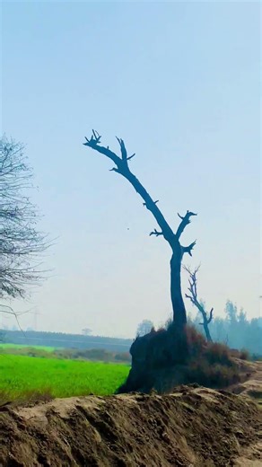 Speed ball 😱🥎 Head