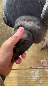 Young king vulture, Aztec, loves a good head scratch. Most birds of prey do not enjoy physical touch, but Aztec is an exception! 🥰 | North Florida Wildlife Center