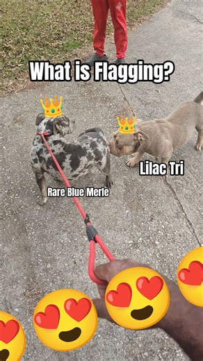 What Is Flagging? The #1 Breeding Sign You MUST Know | Exotic Extreme Pocket Bullies