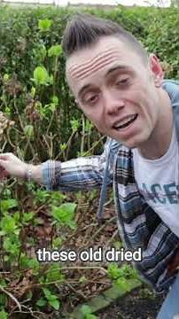 How to prune your hydrangeas: Beginner Guide!🌿🥰🥷👌 #gardening #garden