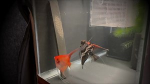 58 reactions · 7 comments | Sunset x Orange Marble Angelfish Breeding pair #4015 For more info: https://angelsplus.com/collections/breeding-pairs/breeding-pair | Angels Plus | Facebook