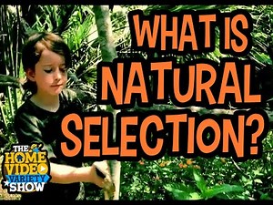 CC Cycle 3 Week 24 Science: Natural Selection