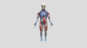 Human body - 3D model by Soni (@sunilkumar8595122)