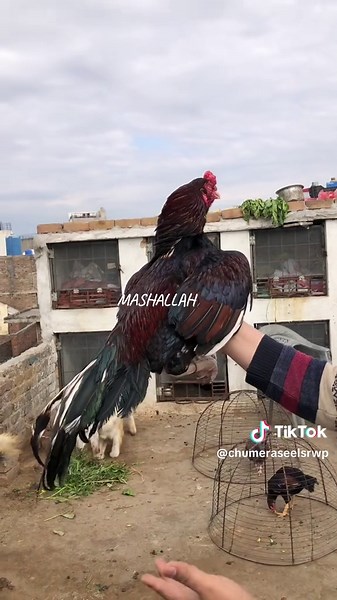 Ch Umer Aseels Rwp on TikTok