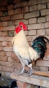 rooster morning routine sounds #rooster​ #morningroutine​ #morningsounds​ #chickencalling​ #aseelmurga​ #cockcock​ #cockoo | Wild BIRDS