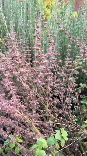 15K views · 6.5K reactions | I love lemon balm, but they self seed easily. I usually cut back the spent flower stalks, but I missed this one!  #herbs #gardening #gardeningtips #herbgarden #pollinators #happyfriday #lemonbalm #fblifestyle #garden #winter | Learn To Grow | Facebook