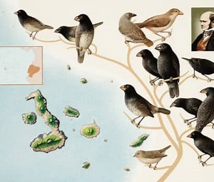 Ejemplos de Selección Natural