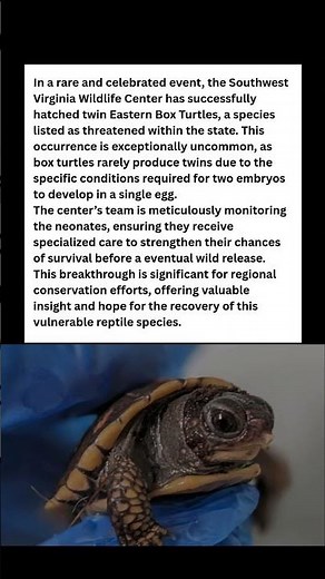🐢 Miracle Twins! Rare Turtles Hatch in Virginia #wildlife #facts #shorts