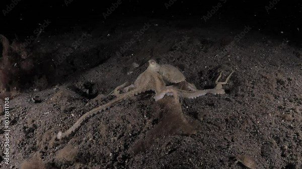 Long-arm octopus - Abdopus sp. hunting in the night. Underwater macro video 4k. Night dive in Tulamben, Bali, Indonesia.