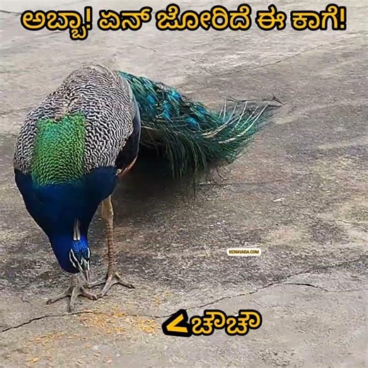 ಅಬ್ಬಾ! ಏನ್ ಸೊಕ್ಕು ಈ ಕಾಗೆಗೆ! See how strong is this Crow! Trying to make Peacock run away to eat ಚೌಚೌ