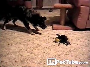 Spider Steals Dog's Ball!- PetTube