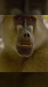 17K views · 342 reactions | Baboons Vs Male Leopard | Real Wild | Facebook