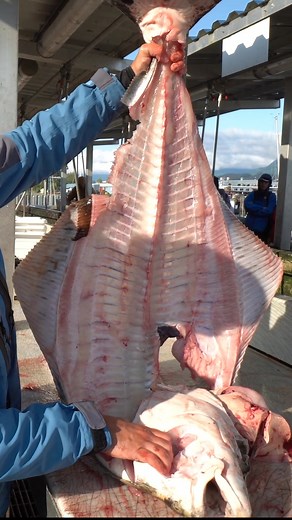 1.5M views · 6.5K reactions | There's something so satisfying about a big halibut fillet! using the best Dexter Outdoors knives! #halibut #fishing | Landshark Outdoors | Facebook