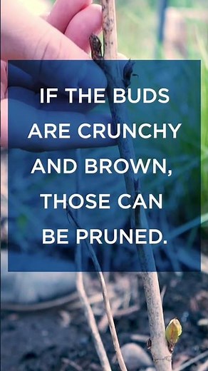 Hydrangea Spring Pruning Tips