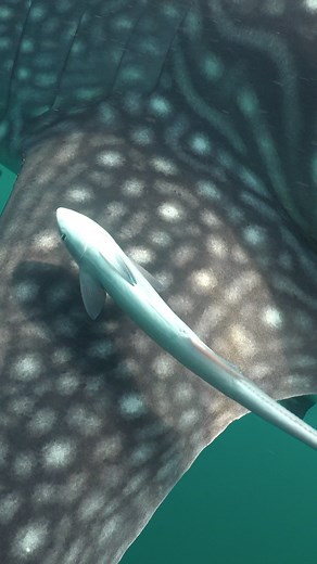 30K views · 417 reactions | Detales are very important | Ocean Reality Channel | Facebook