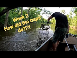 Week 2 commercial fishing with wire net traps on the Louisiana bayou.