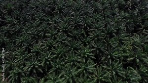 The aerial view is, shot by a drone, of an extensive plenty palm plantation with faded mountains in the background in Krabi, Thailand.