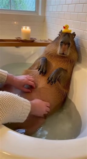 Adorable Capybara Moments That Will Melt Your Heart