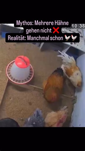 Meridas Brahmaparadies | Hühnerwissen on Instagram: "❌ Mythos: Man kann keine mehreren Hähne halten. Diese beiden hier sind zusammen aufgewachsen – aktuell absolut entspannt miteinander 🐓🐓 ABER: Ich hatte auch schon andere Konstellationen, bei denen es ab einem gewissen Punkt nicht mehr funktioniert hat. 👉 Mehrere Hähne können klappen – aber Platz, Charakter, Anzahl der Hennen entscheiden. Und: Trennen können muss man immer. #mehrerehähne #hühnerwissen #realitäthühnerhaltung #hühnerstall #gef