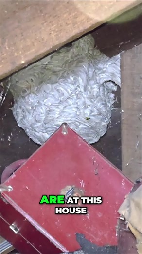 2K views · 11 reactions | Got a "little" wasp problem? 勞 Chances...