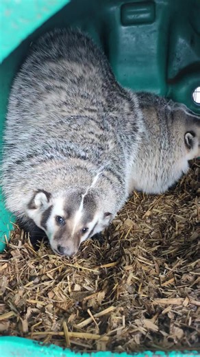 Groundhog Day 2026 Forecast Delay in South Dakota